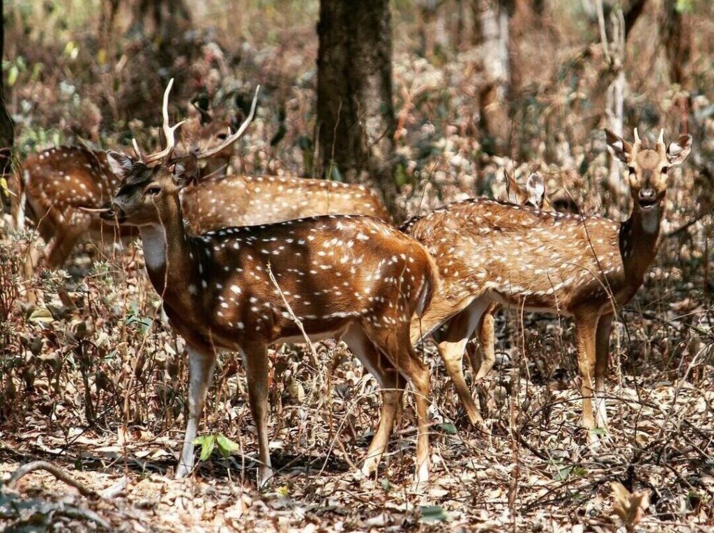Ooty: The Queen of Hill stations - Geek of Adventure