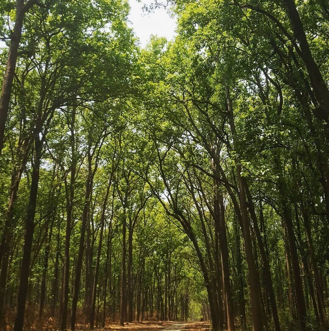 Trip to Jim Corbett National Park - Geek of Adventure