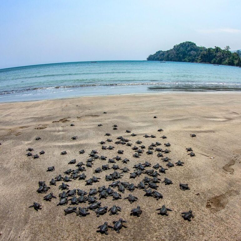 19 Best and Famous Beaches in Andaman and Nicobar Islands - Geek of ...