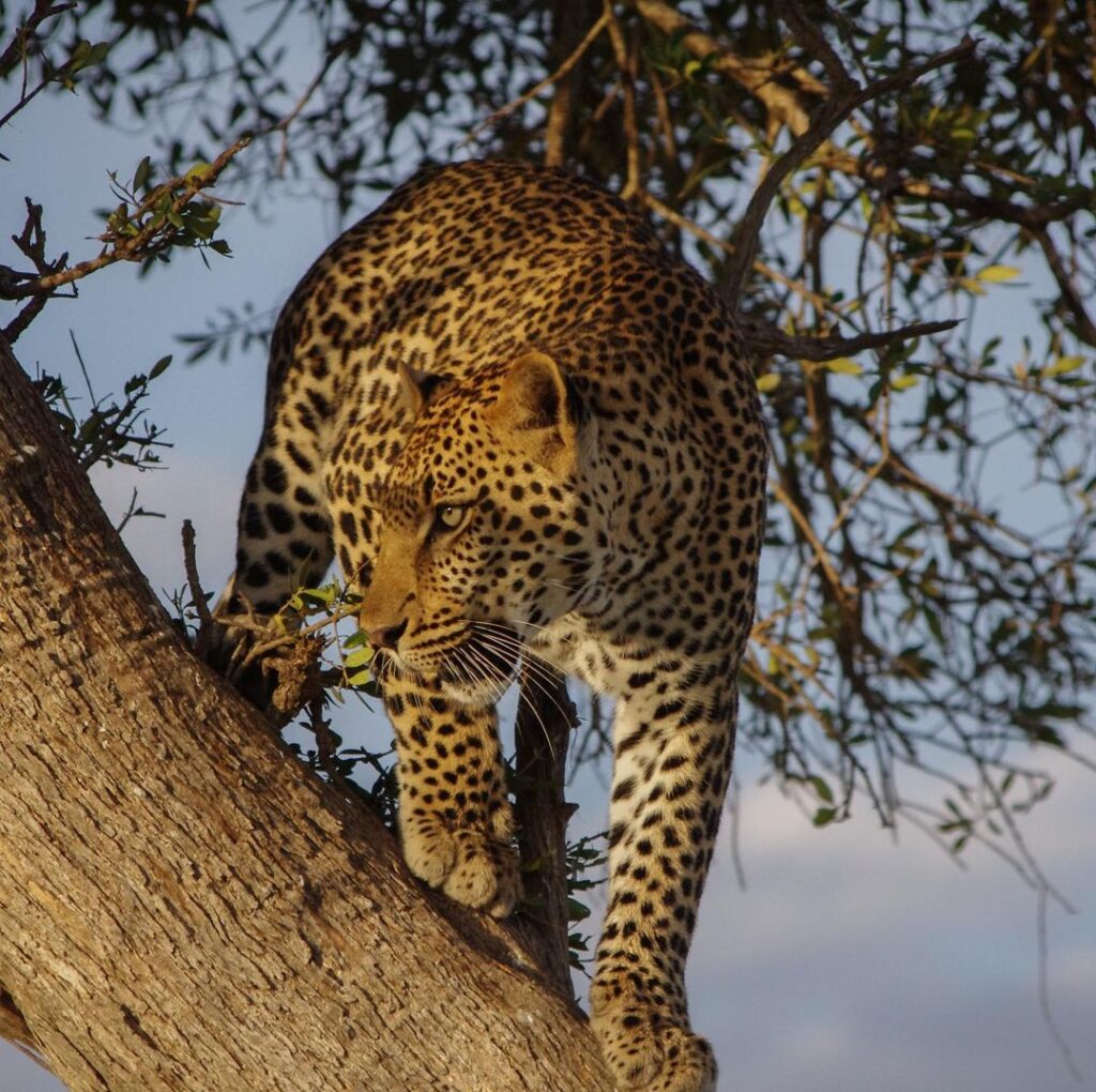 Trip to Jim Corbett National Park - Geek of Adventure