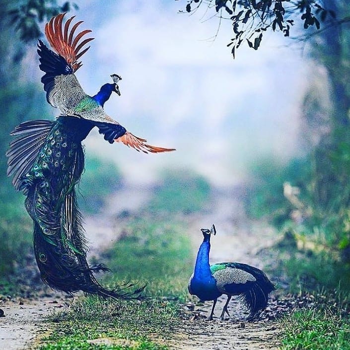 23 Famous Tourist Places to Visit in Shimla - Geek of Adventure