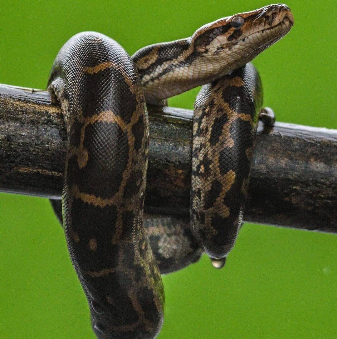 Trip to Jim Corbett National Park - Geek of Adventure