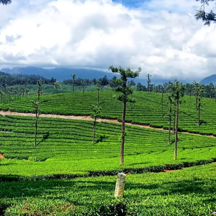 9 Famous Tourist Places in Munnar - Geek of Adventure